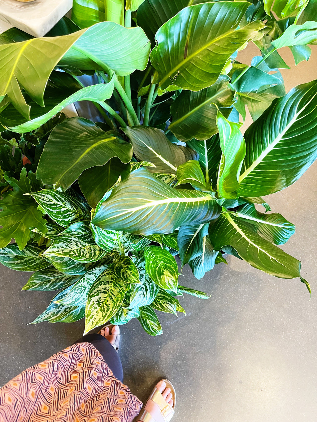 Low Light Tolerant Plants – Jungle & Loom