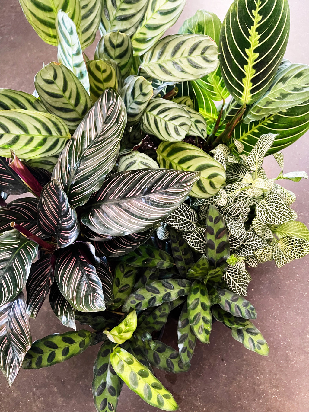 Pet Safe Houseplants – Jungle & Loom