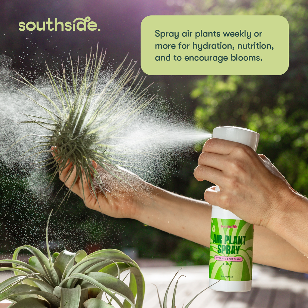 Air Plant Fertilizer Spray – Jungle & Loom