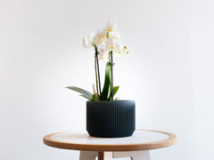 Small Planters – Jungle & Loom