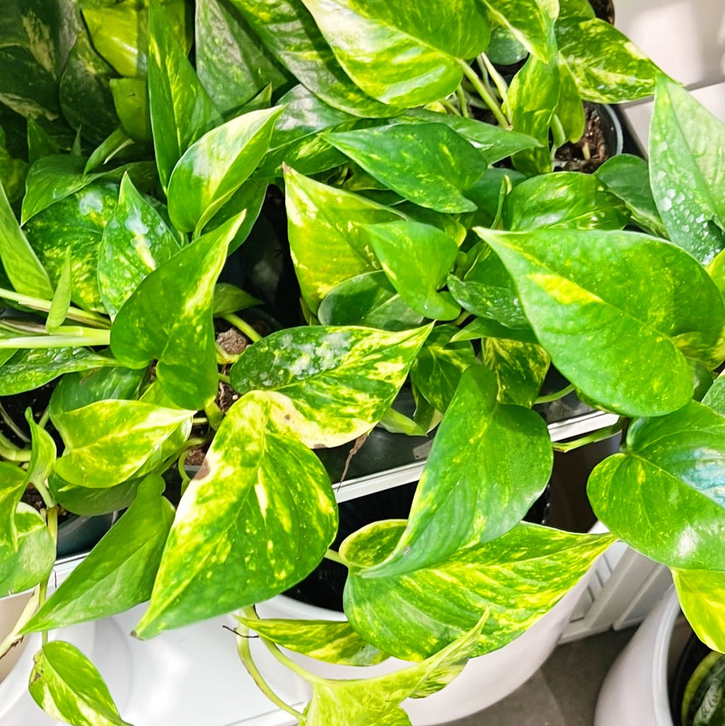 Pothos Golden – Jungle & Loom