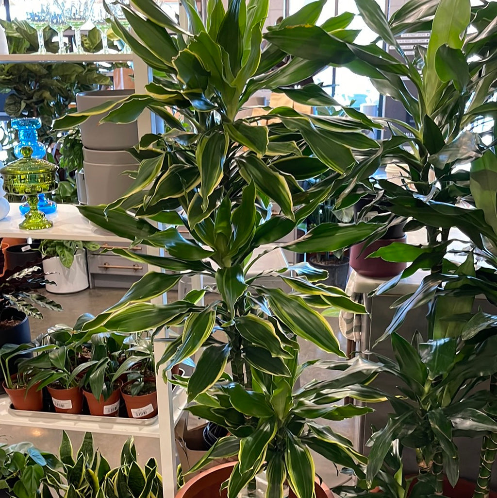 Dracaena Moonlight Steudneri Cane – Jungle & Loom