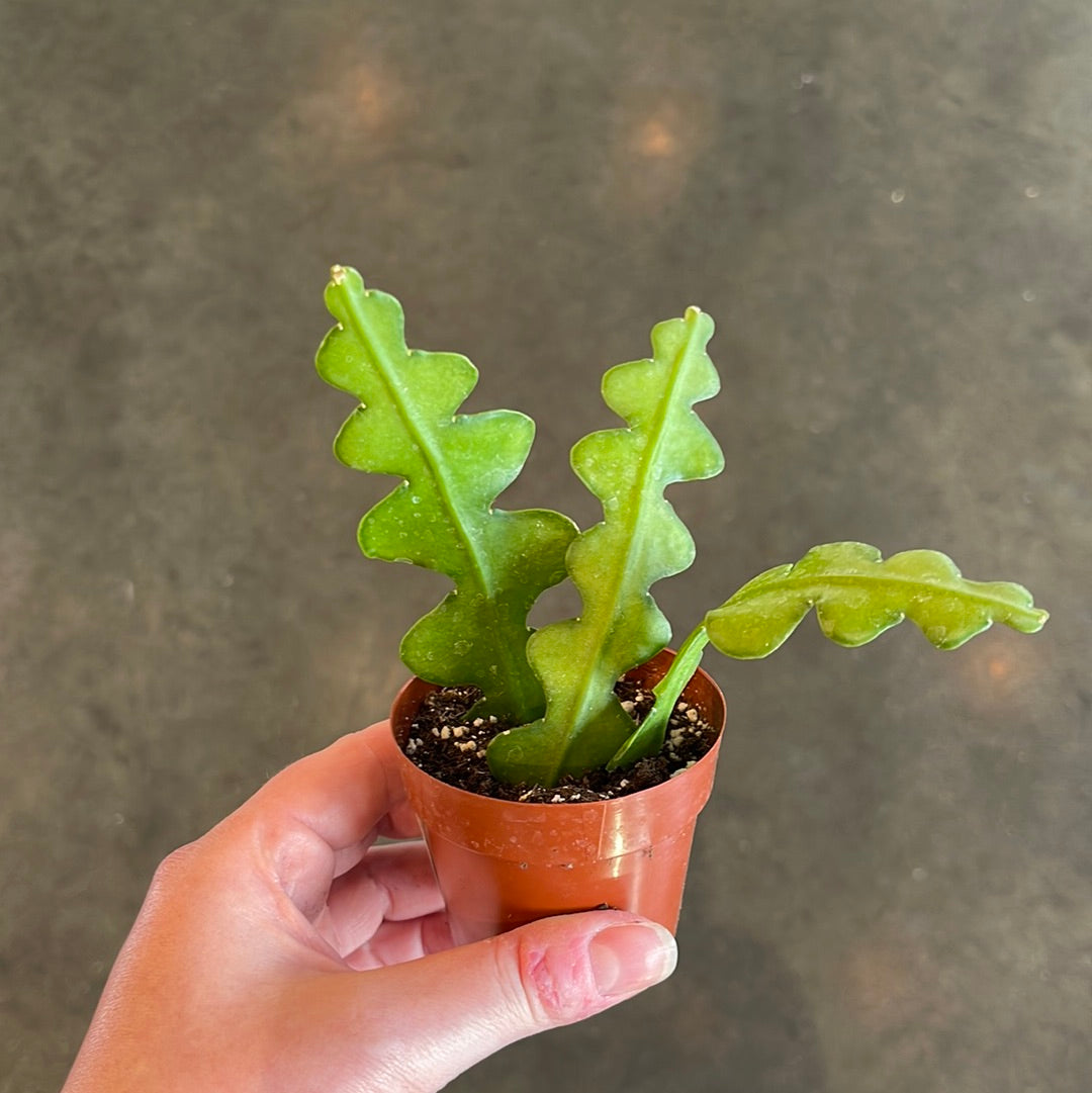 Epiphyllum Fishbone Cactus (Jungle Cactus) – Jungle & Loom