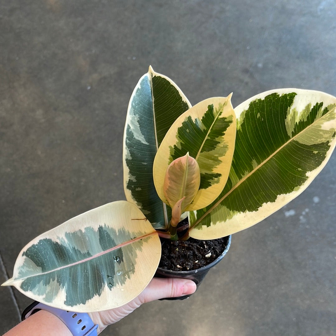 Ficus Elastica Tineke – Jungle & Loom