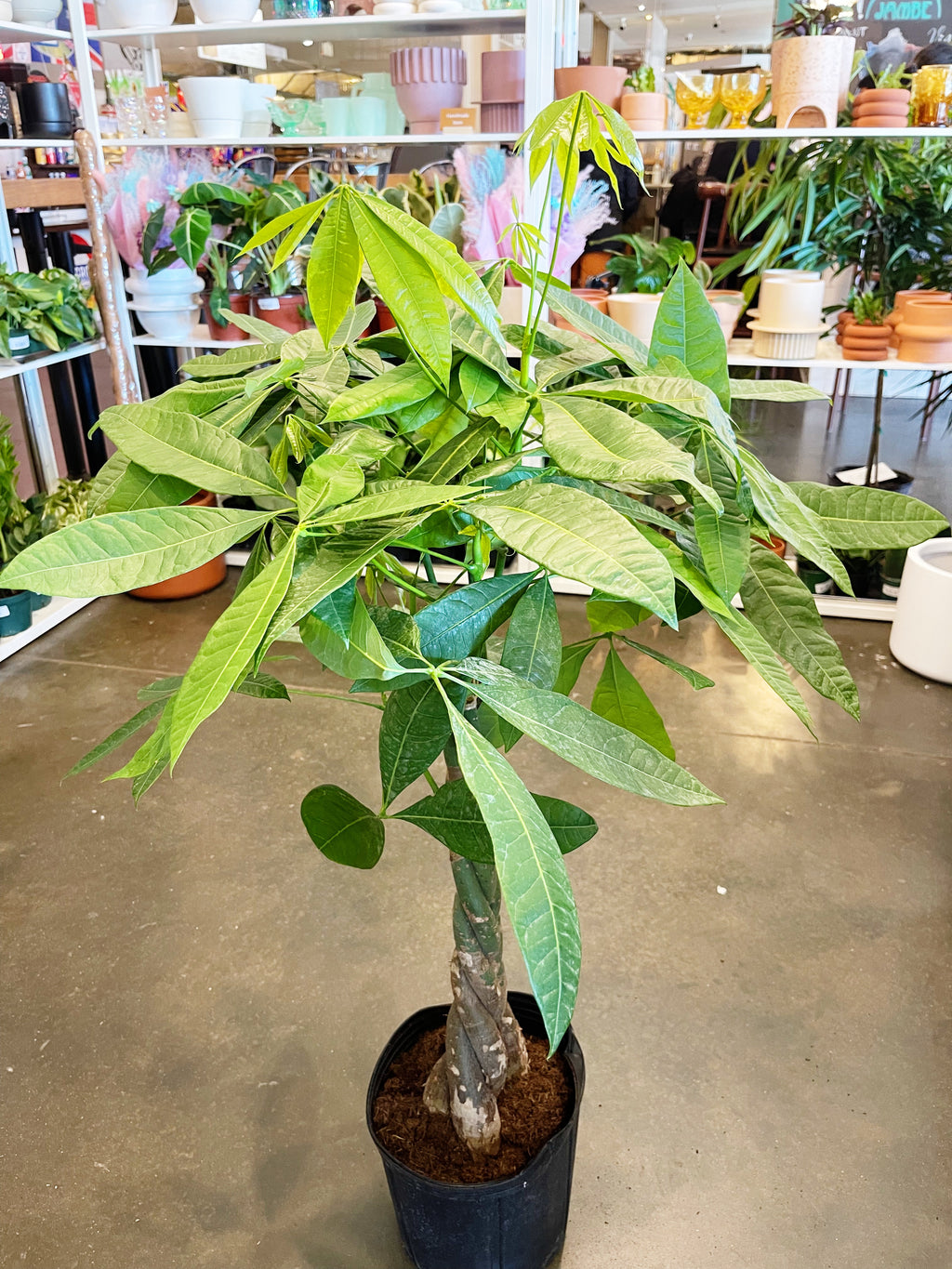 Pachira Money Tree – Jungle & Loom