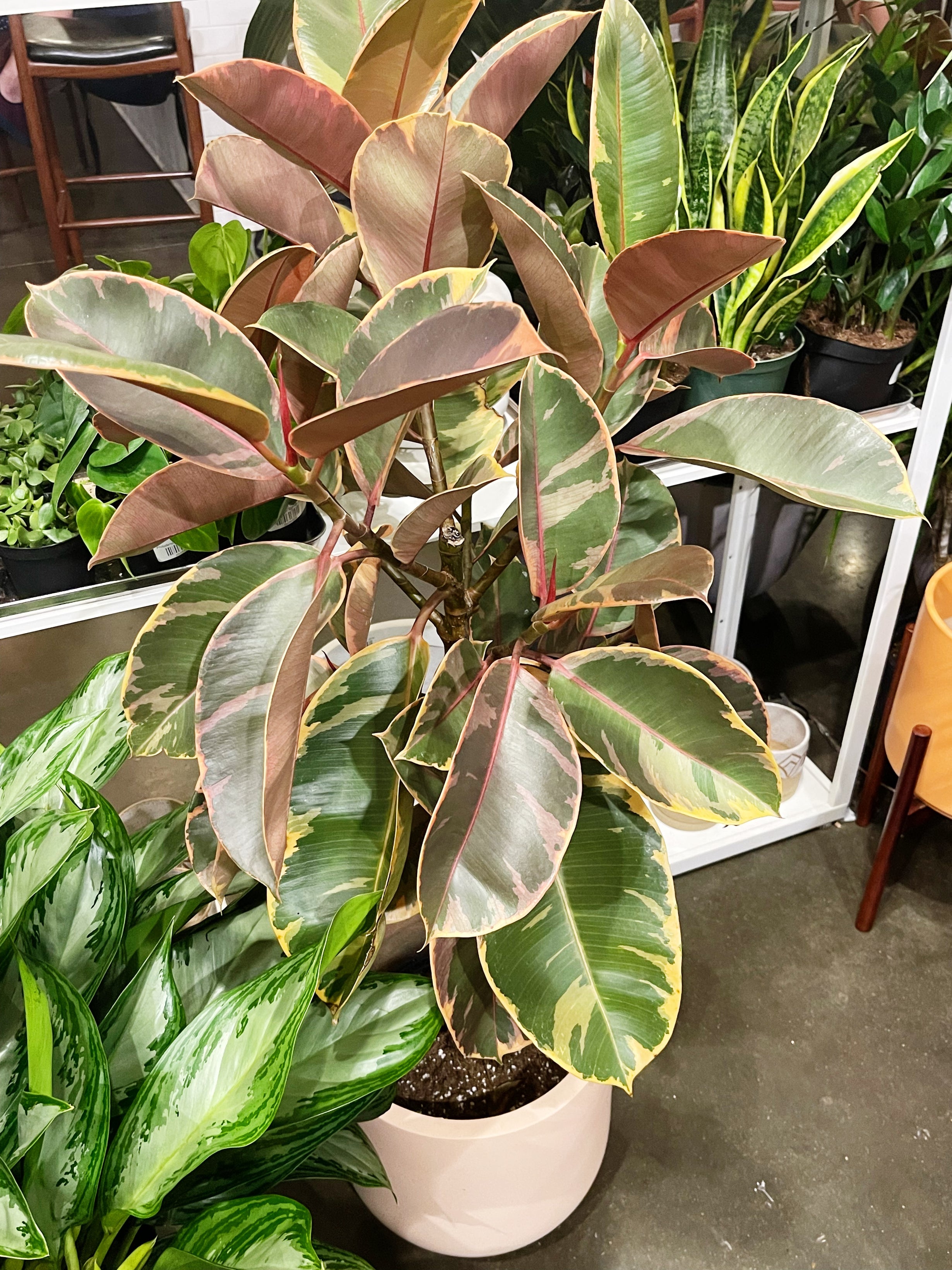 Ficus Elastica Ruby – Jungle & Loom